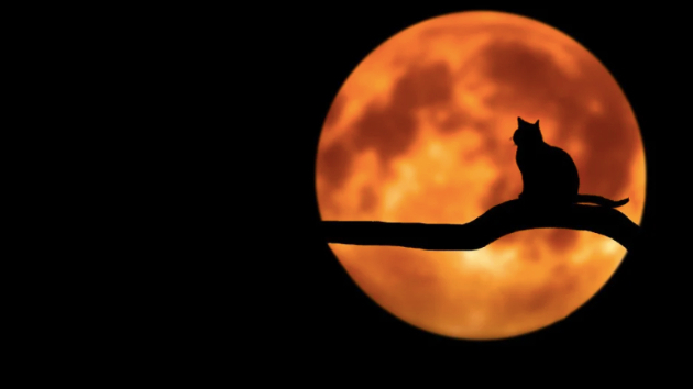 「大丈夫？」という心配の愛｜Bonbon Masako｜coconalaブログ